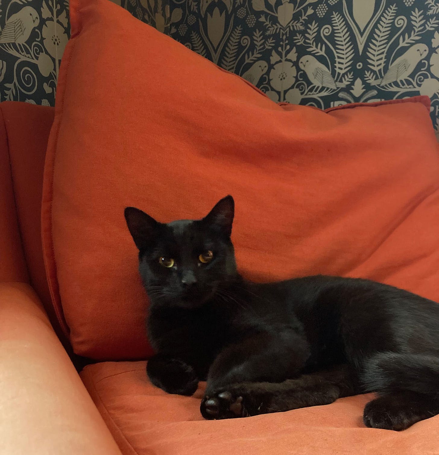 Cats, Medieval Stuff - by Carson Ellis - Slowpoke