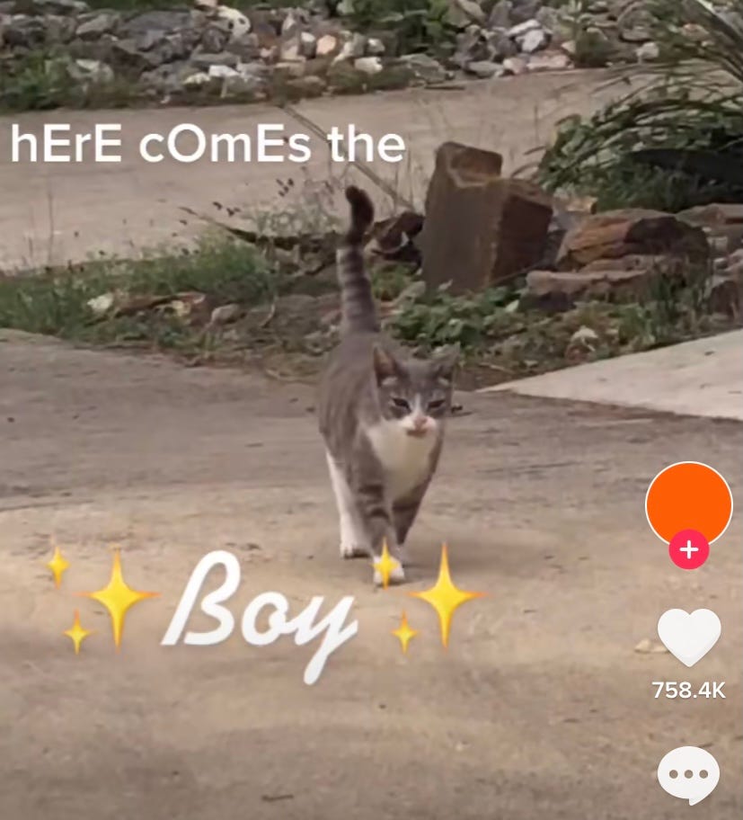 This TikTok cat's song is moving people to tears