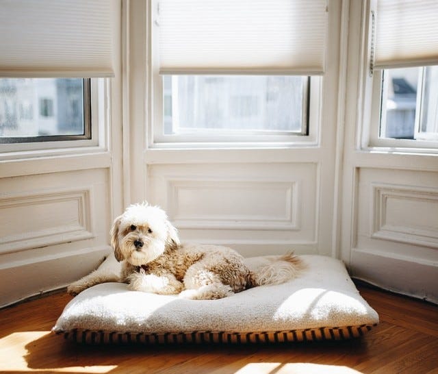 It’s all fun and games until the dog destroys the blinds