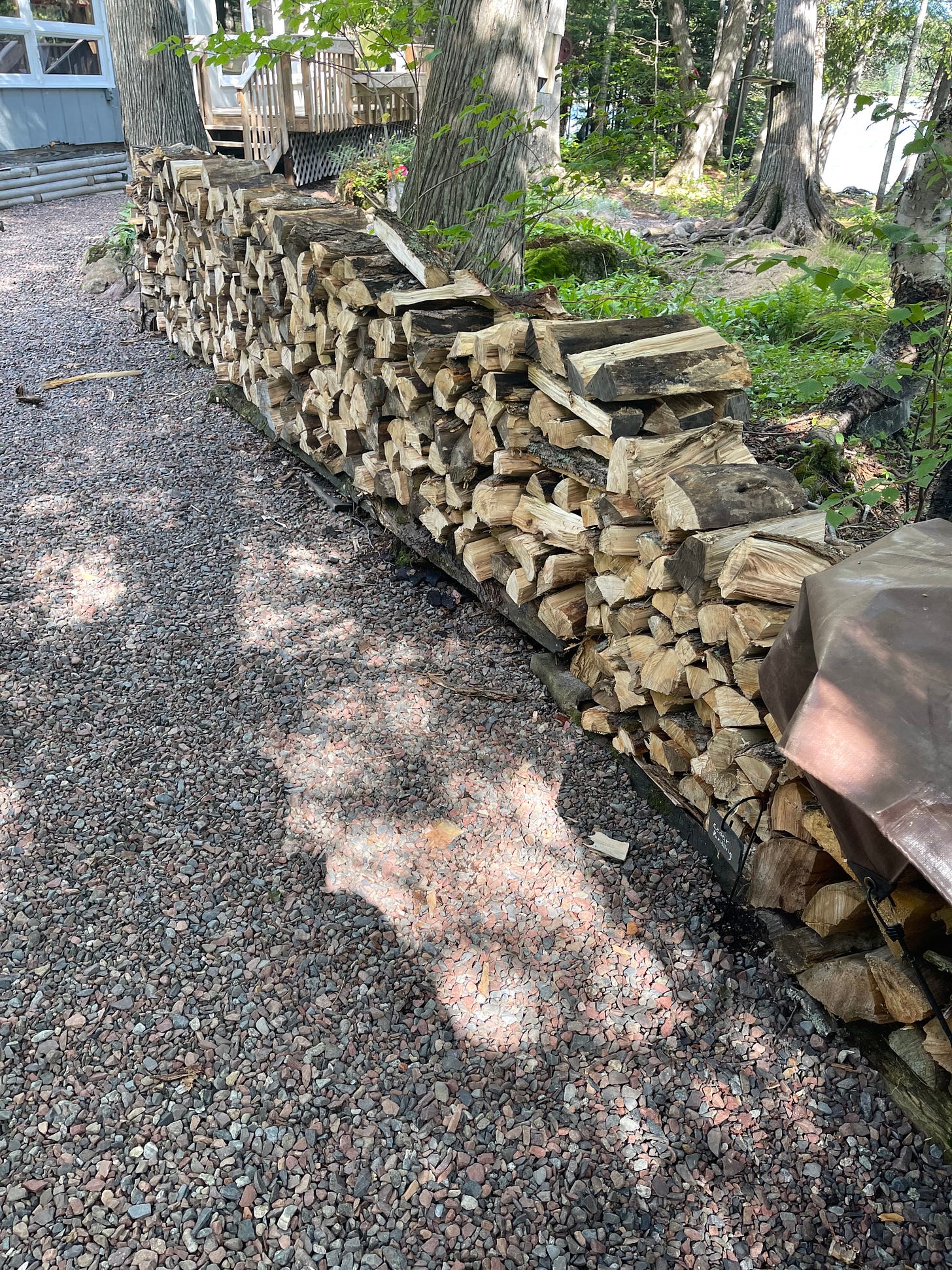 Erasmus The Mouse - by Jeffrey Carter - Points And Figures