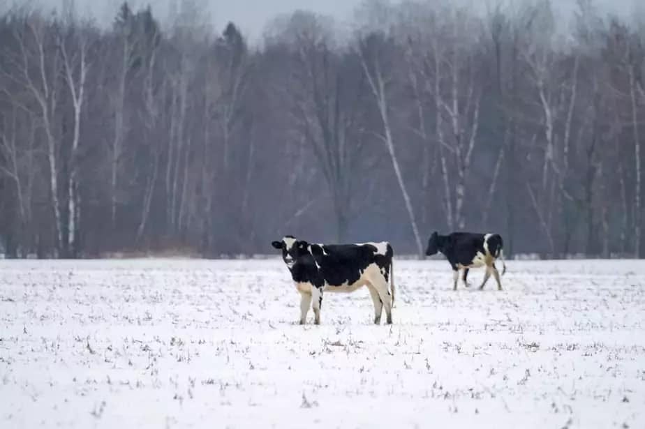 Severe Cow Warning - by Alistair Croll - Interesting bits
