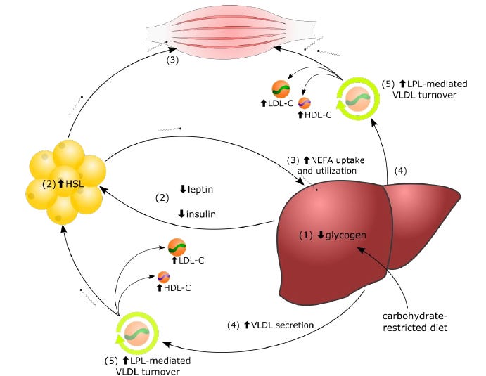 INSIGHTS | 7. Lipid Energy Model of Cholesterol
