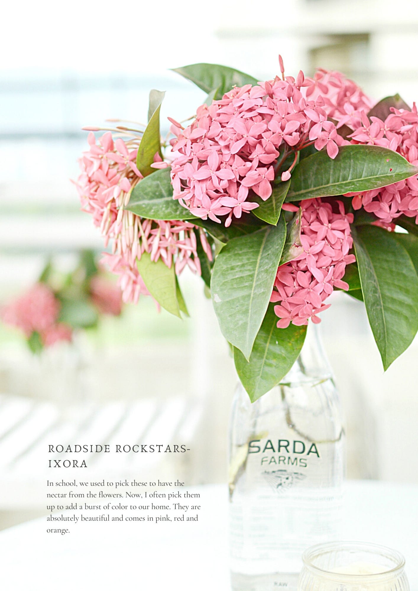 TrumatterLiving: For the love of flowers