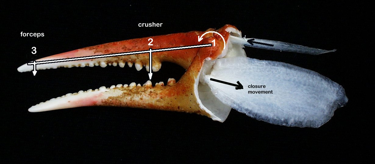 Of Apodeme and Claw - by Walter Tschinkel