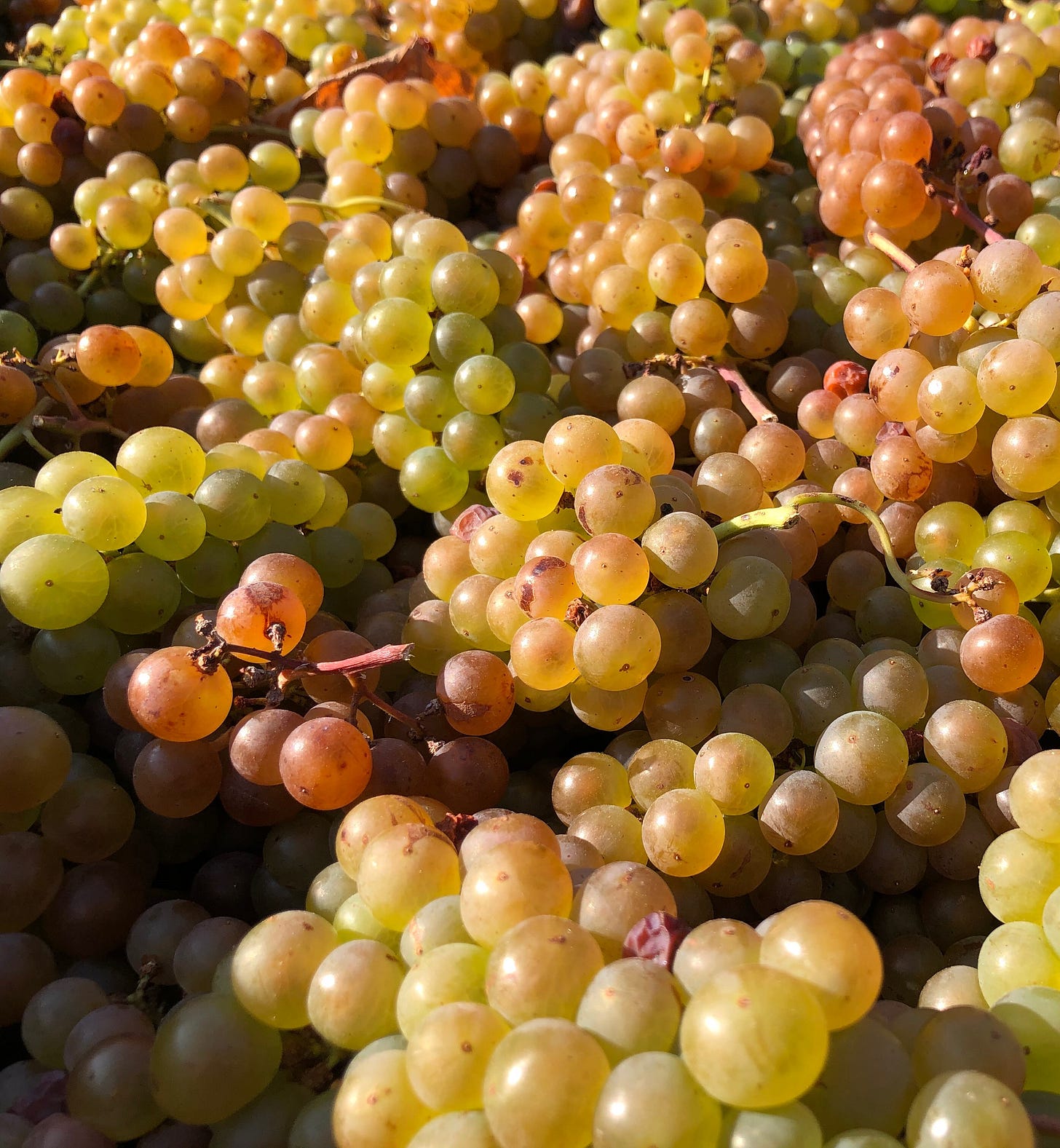 Vignoles, the Honorary Vinifera - by Nicolas C-M