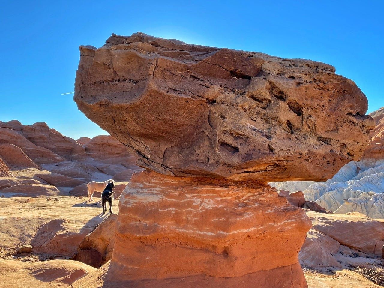 Postcards from the Road: The Toadstools - Tom Ryan, Author