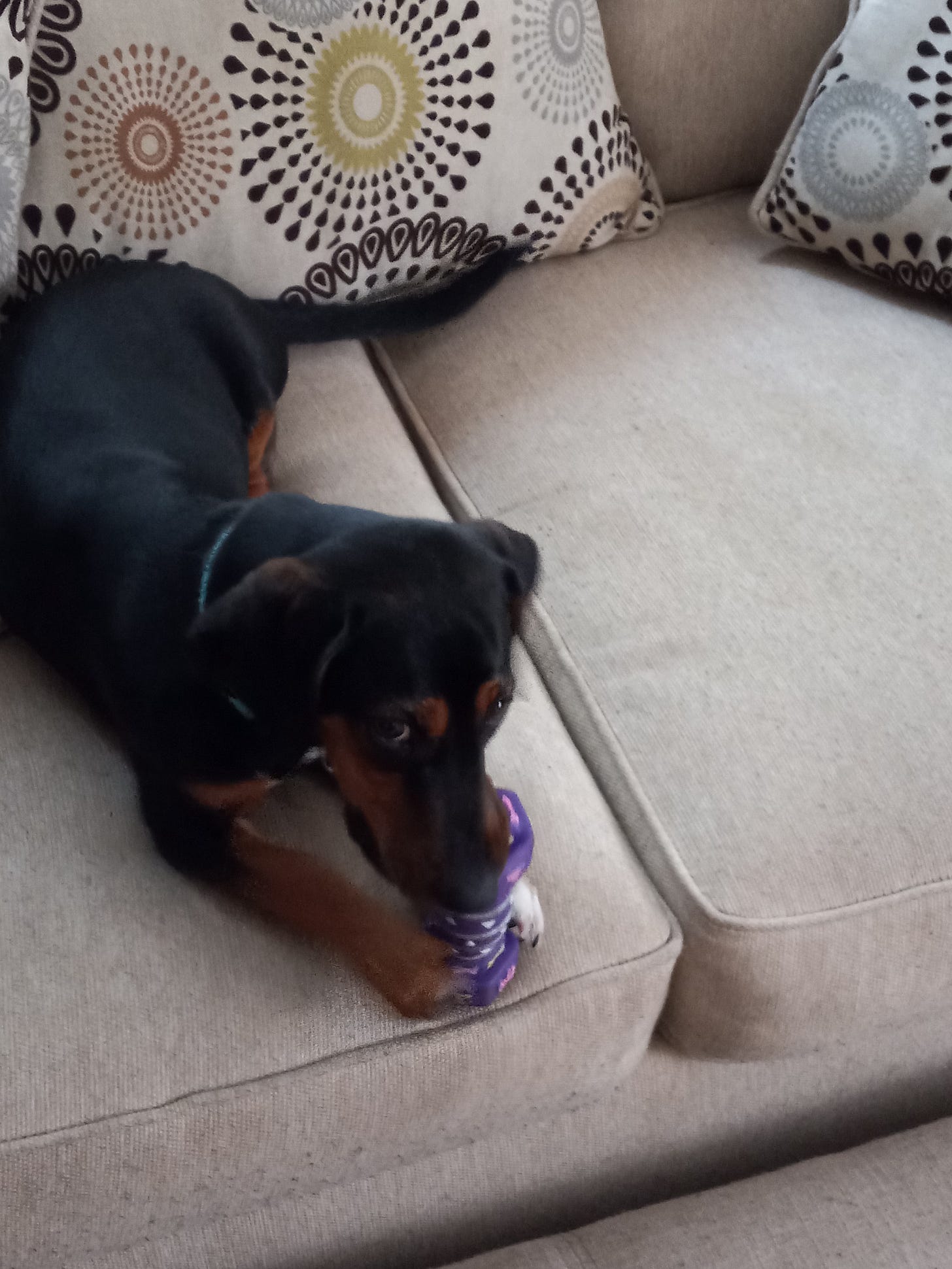 When the adults are astray, the dogs will chew away