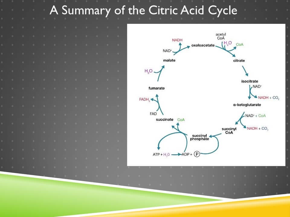 11. How to Interpret Urinary Tests of TCA Cycle Intermediates