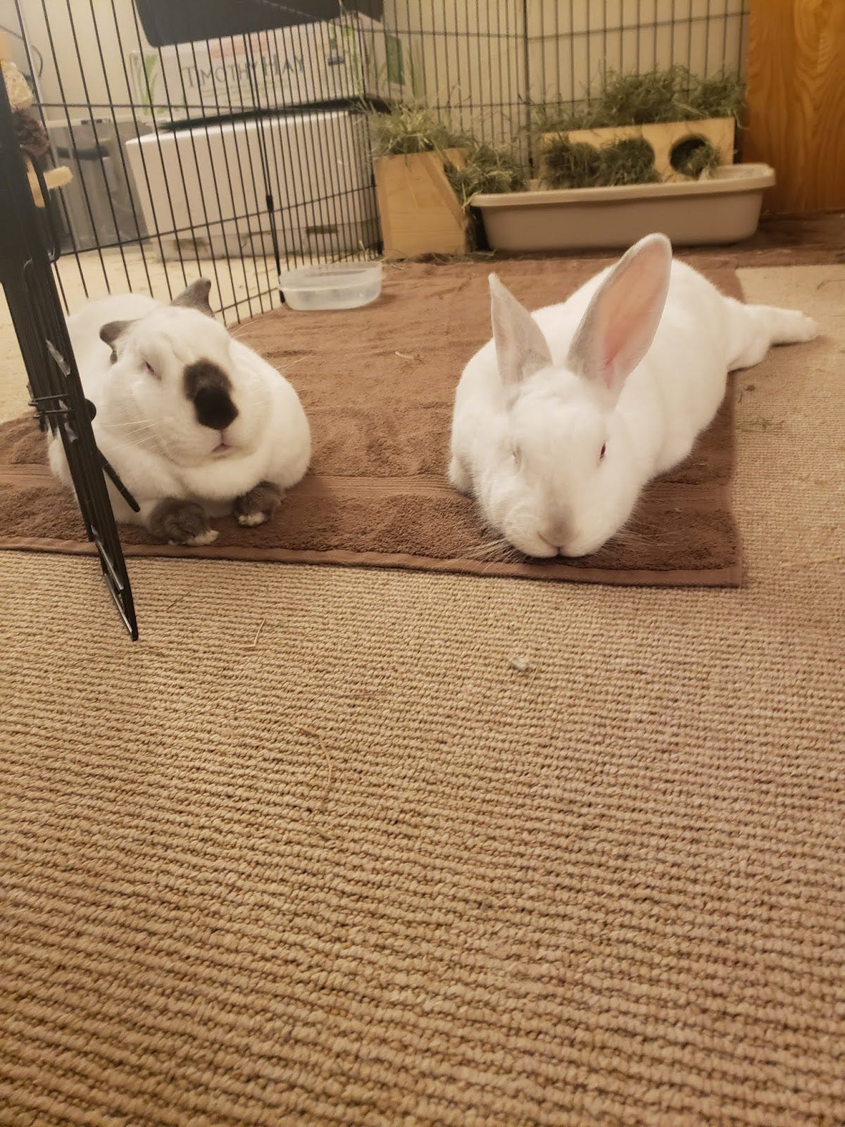 Rabbit = Good Friend - by Noah Smith - Noahpinion