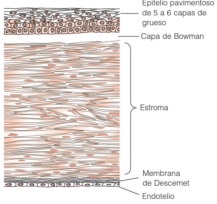 Anatomía del ojo en Oftalmología - by Harold Ferraz