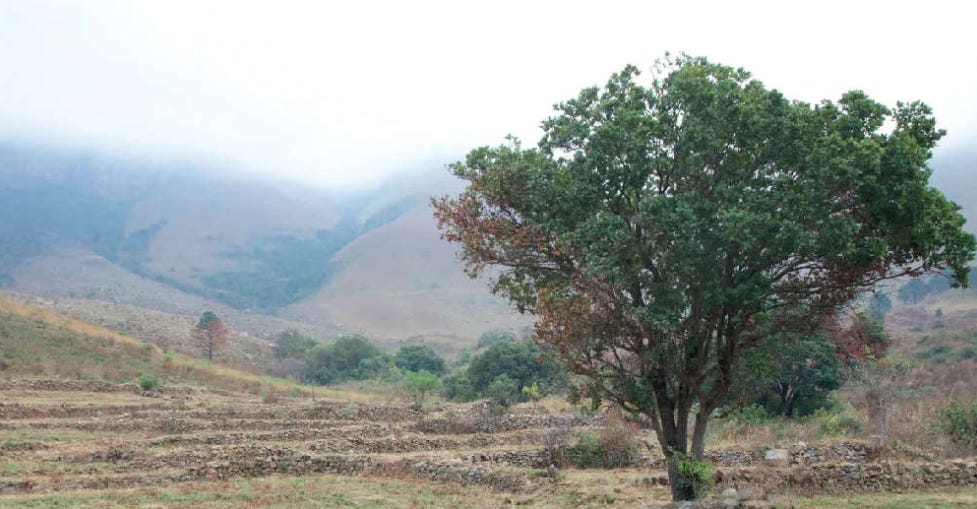 The stone ruins of Bokoni: egalitarian systems and agricultural ...