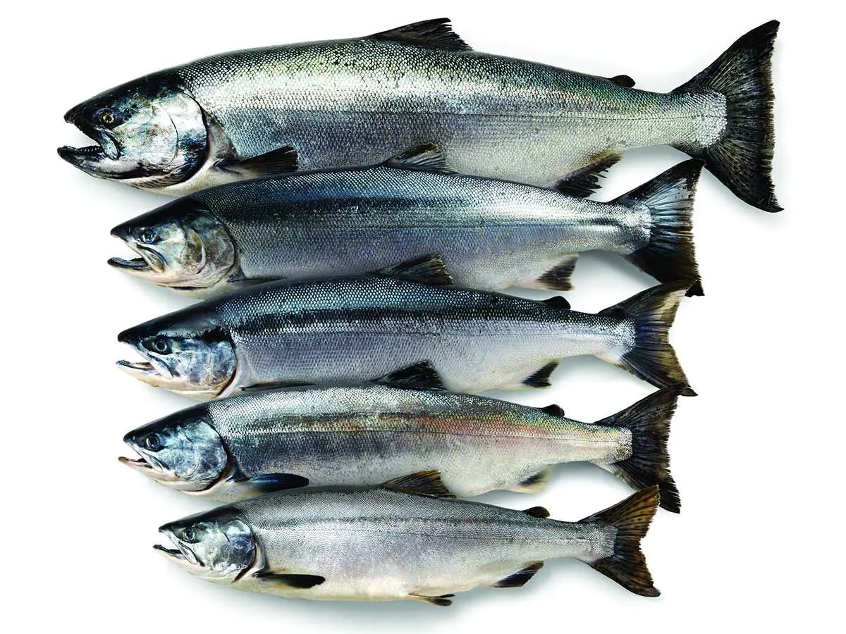 5 Reasons Why Wild Alaska Salmon Is Different From Farmed Salmon