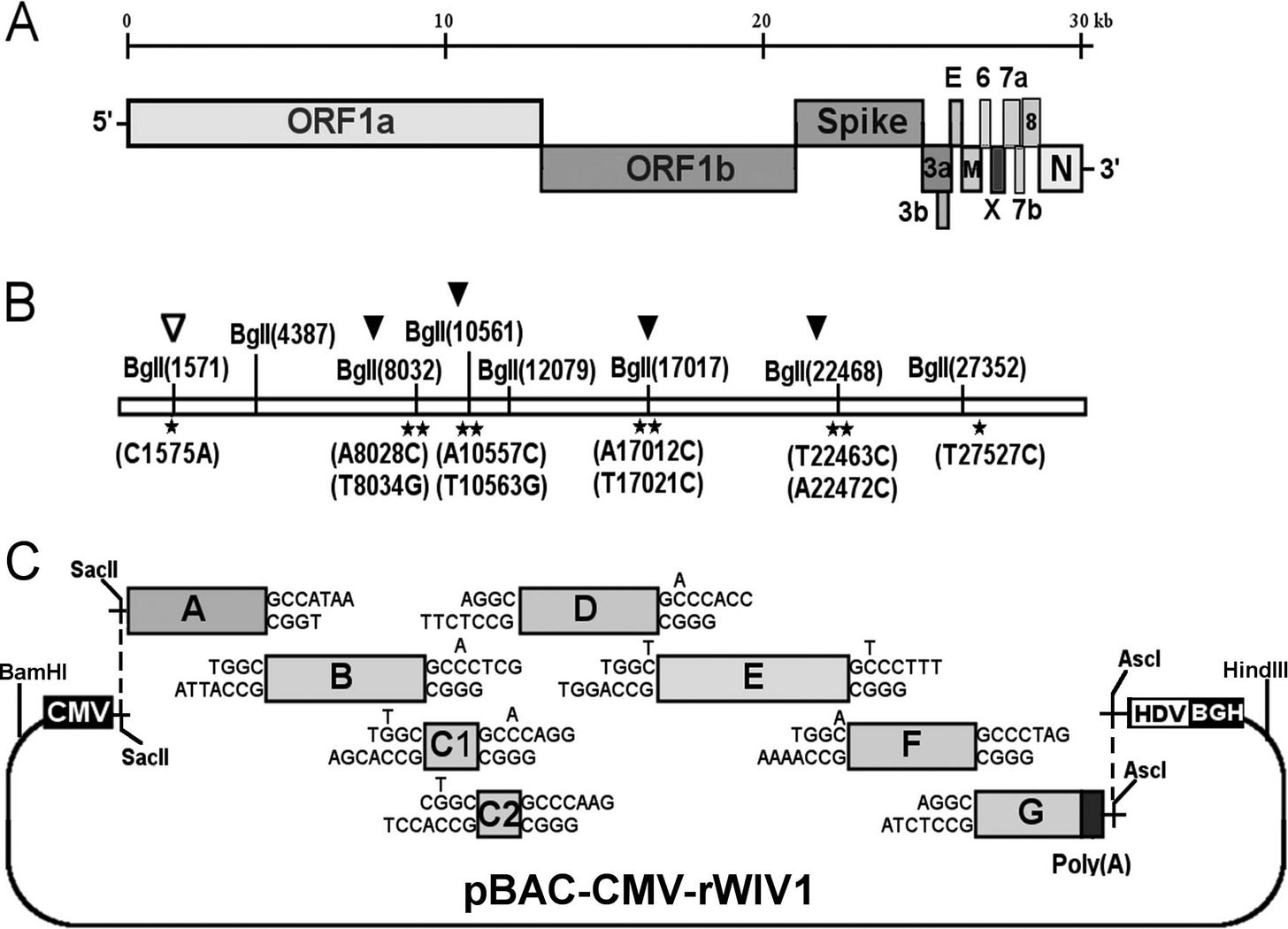The synthetic origin theory of SARS-CoV-2