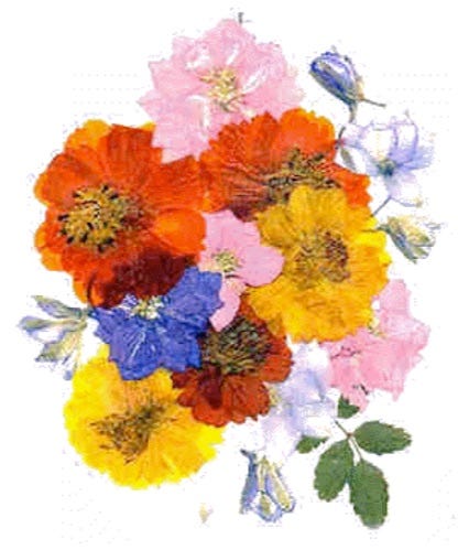 How to Keep the colour in Pressed flowers – 7 tips that work