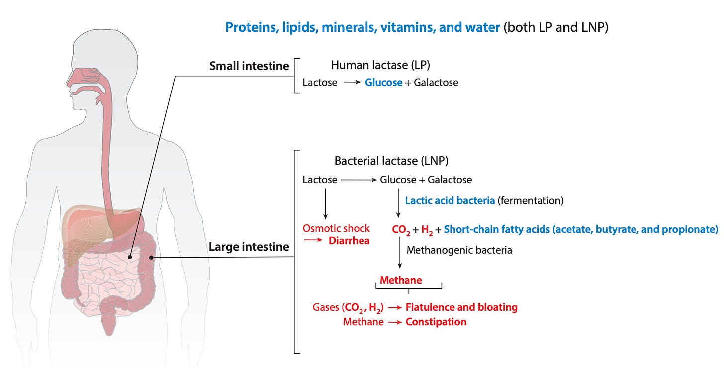 How we adapted to milk, and how we adapted it to us