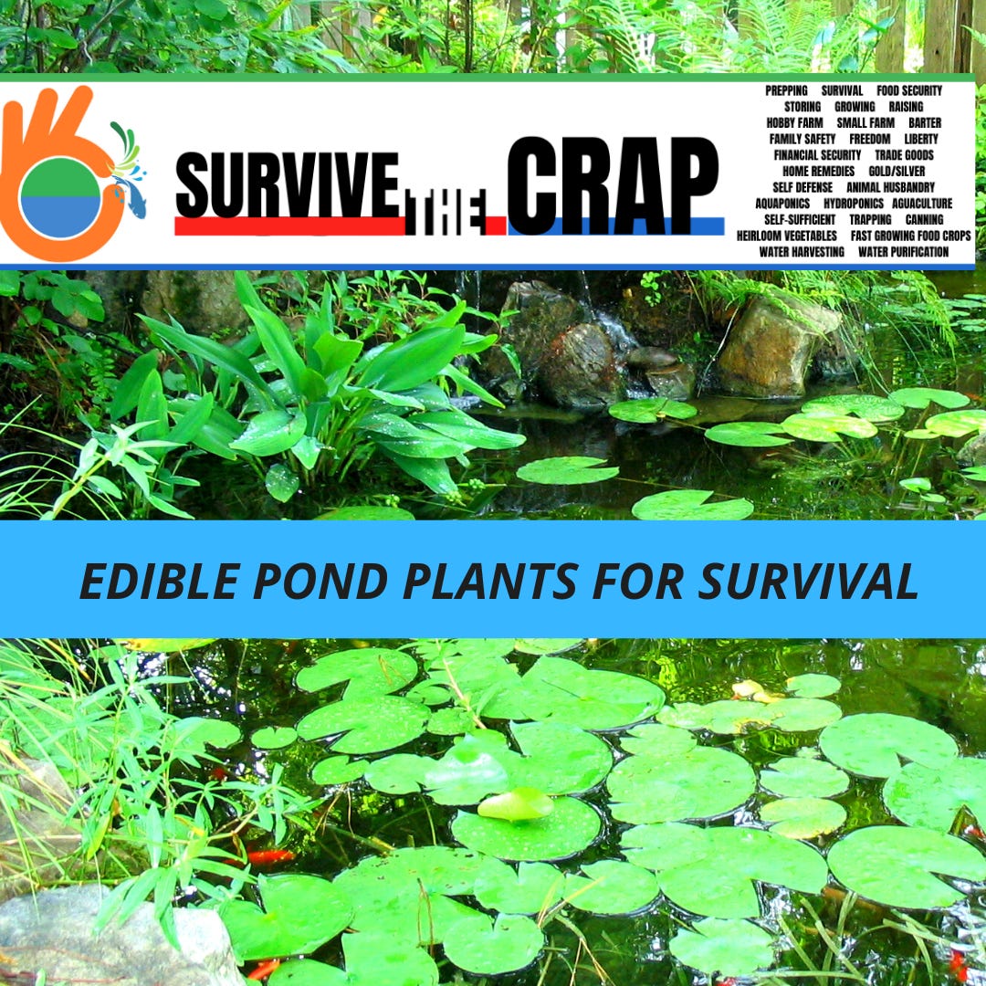 Edible Pond Plants! Yes, Eat The Garden In Your Pond!