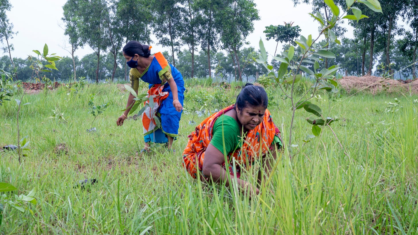 How Earthbanc is helping finance mass adoption of land regeneration