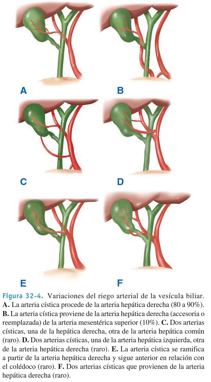 Vesícula biliar: anatomía, fisiología y patologías