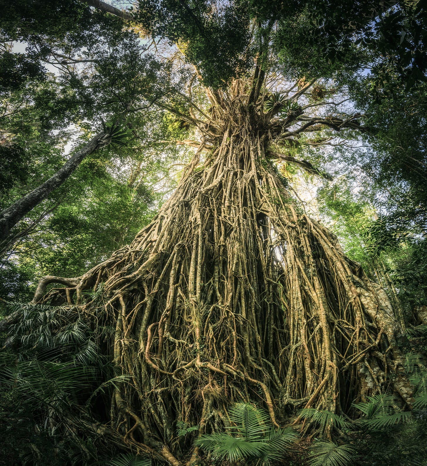 The Tree of Knowledge - by Tomas Pueyo