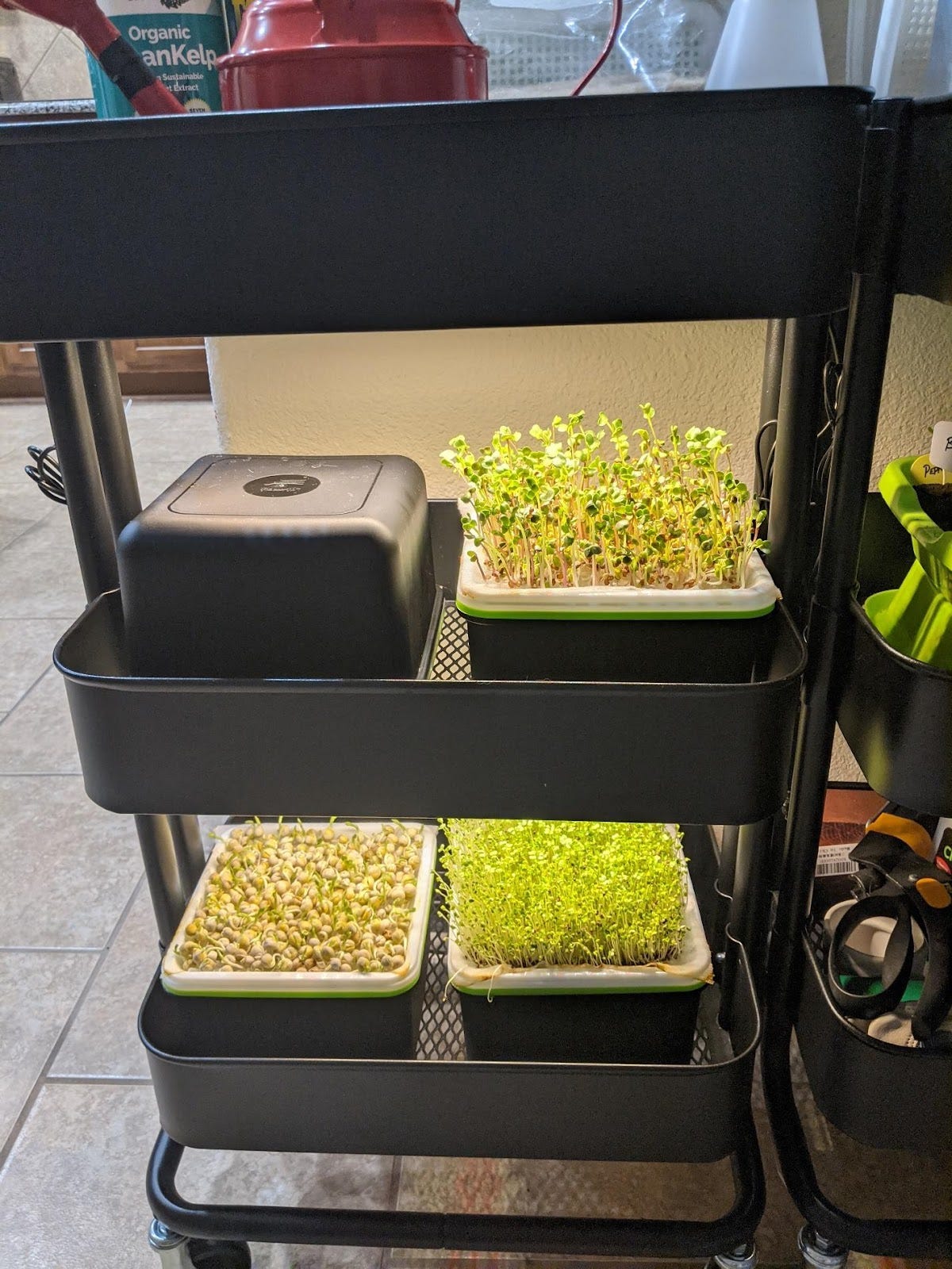 DIY Microgreens - by Mathew Crawford
