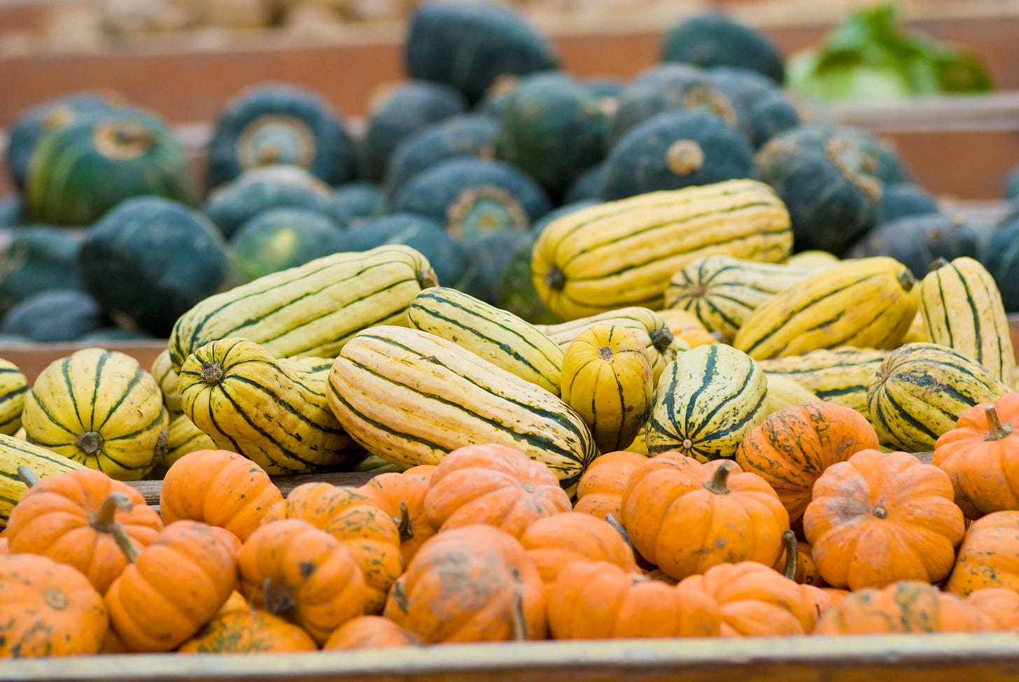*fall* in love with squash