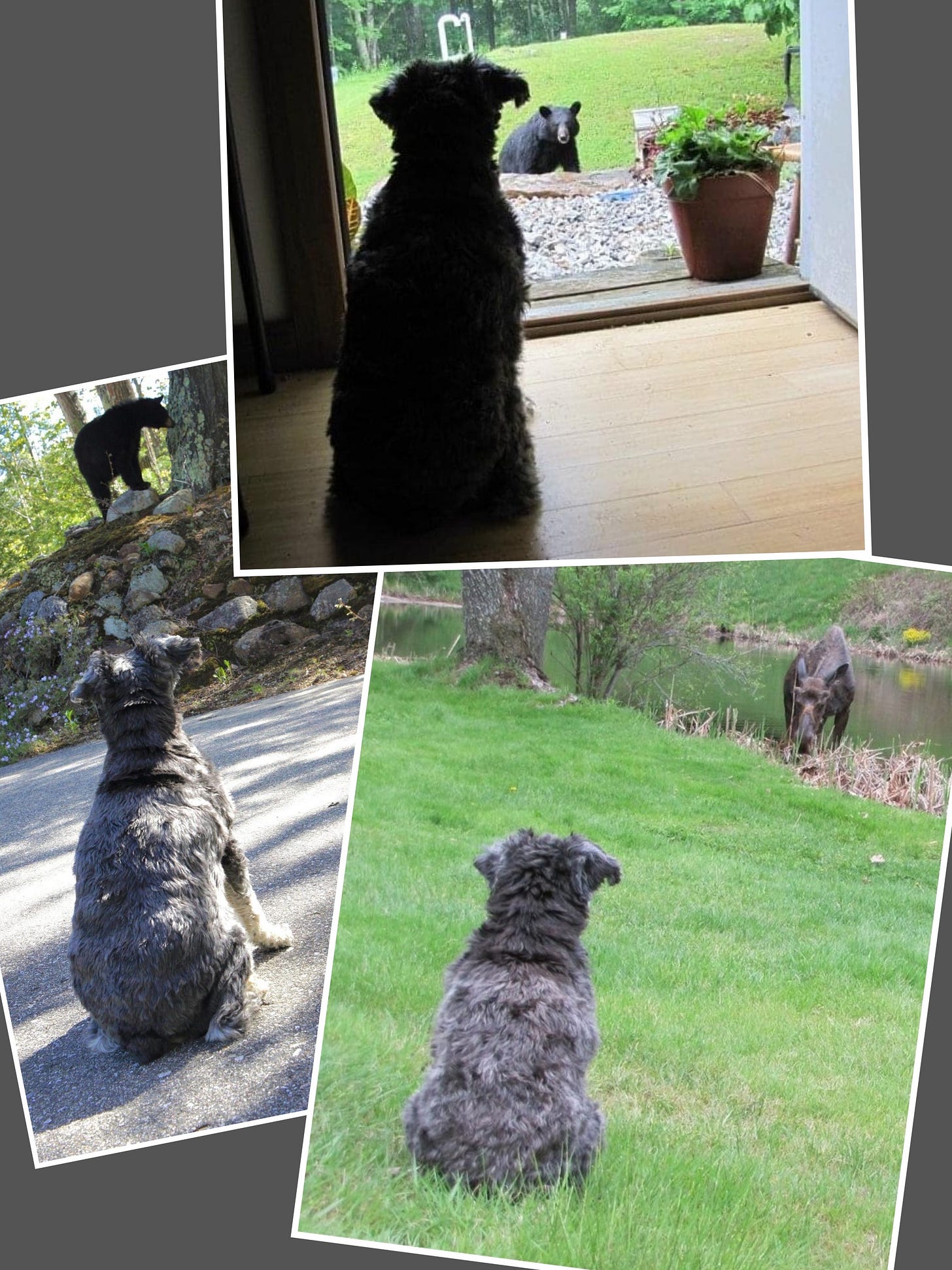 Atticus - Tom Ryan, Author