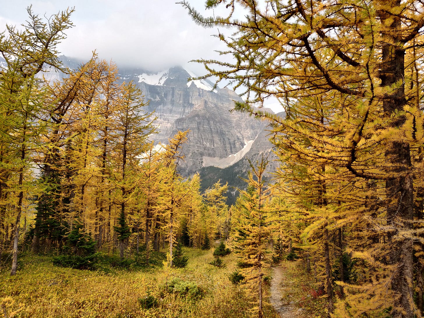 It's (Almost) Time for a Larch March!