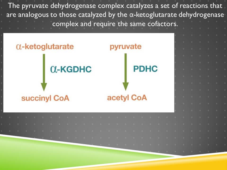 8. 7 Unforgettable Things About α-Ketoglutarate Dehydrogenase