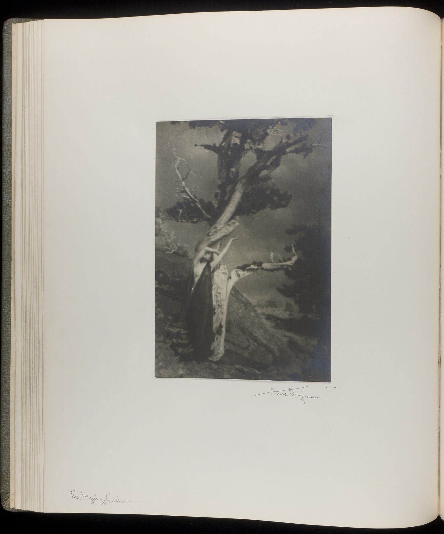 On Courage and Anne Brigman - Tara Violet Niami's Musings