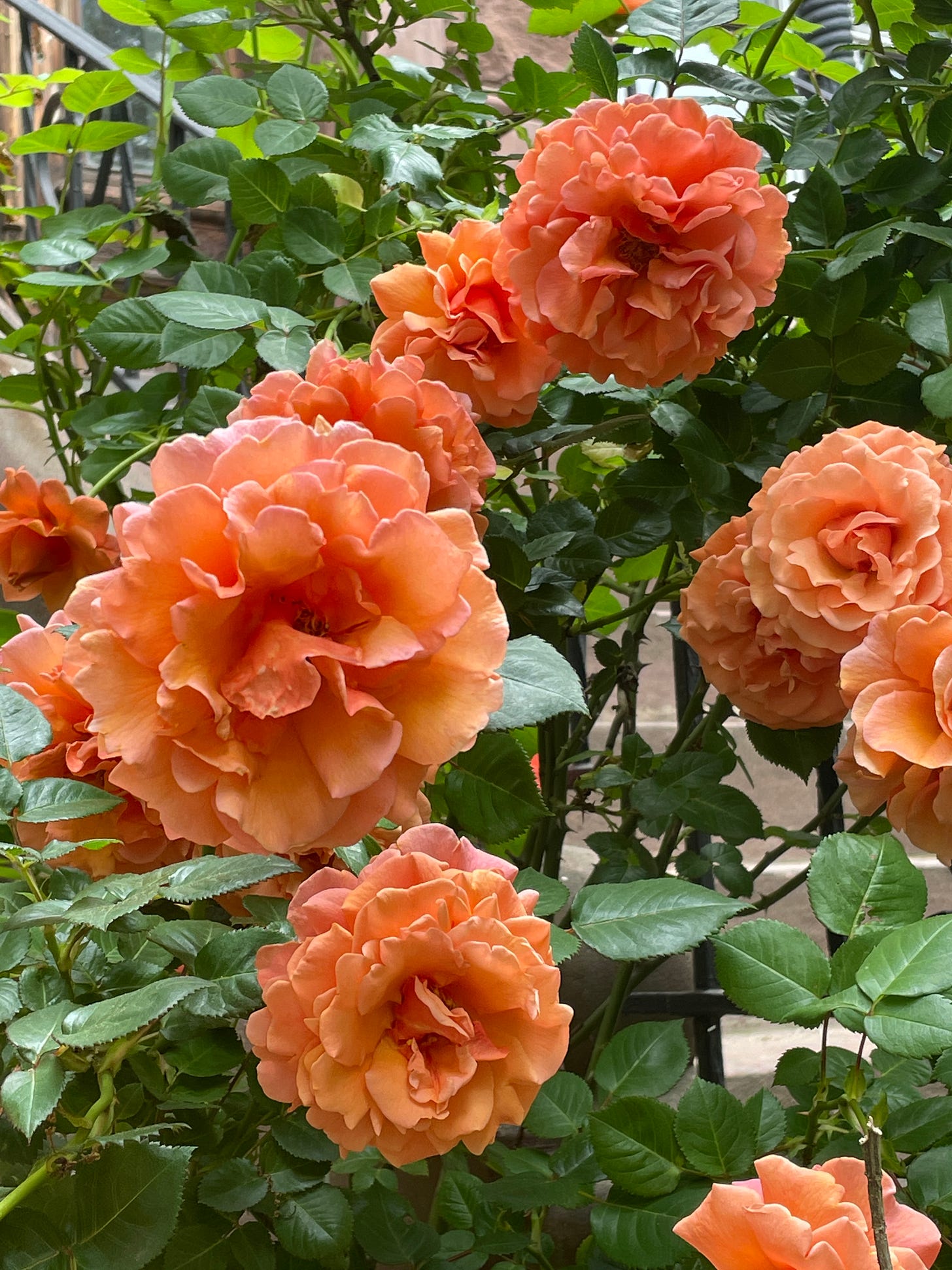 Fran Magazine: Issue #19 - by Fran Hoepfner - Fran Magazine