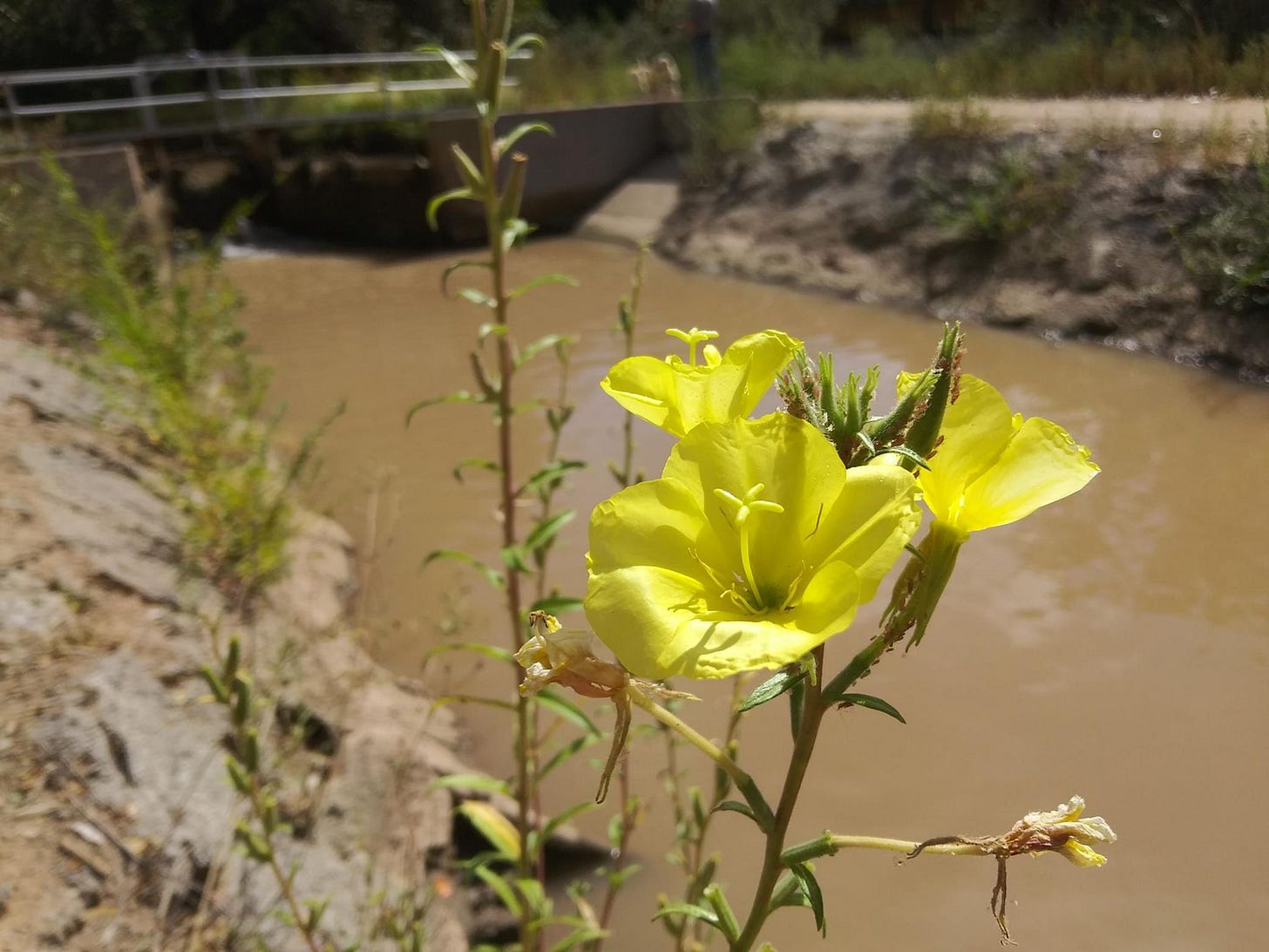 Acequias: How Water Creates Community - Ryolithica
