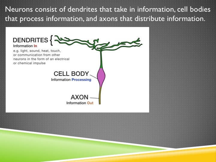 39. How Neurons Get Excited - by Chris Masterjohn, PhD