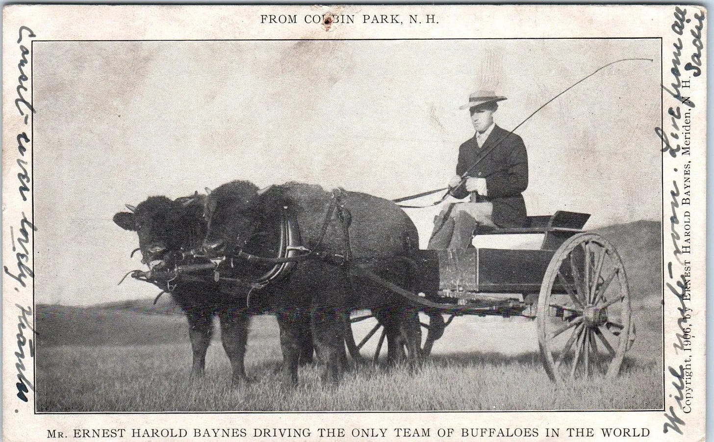 A Comprehensive History of Corbin Park - August Longpré