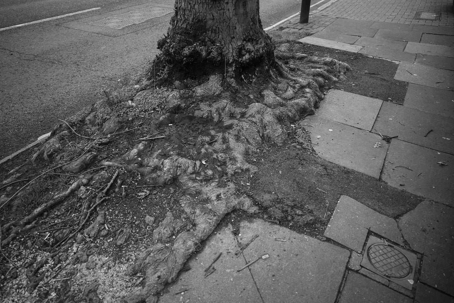 37. Trees don't try to fit in - by Thom Wong