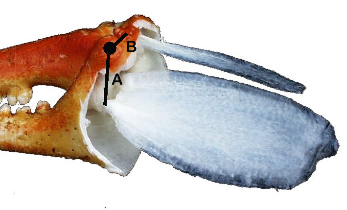 Of Apodeme and Claw - by Walter Tschinkel