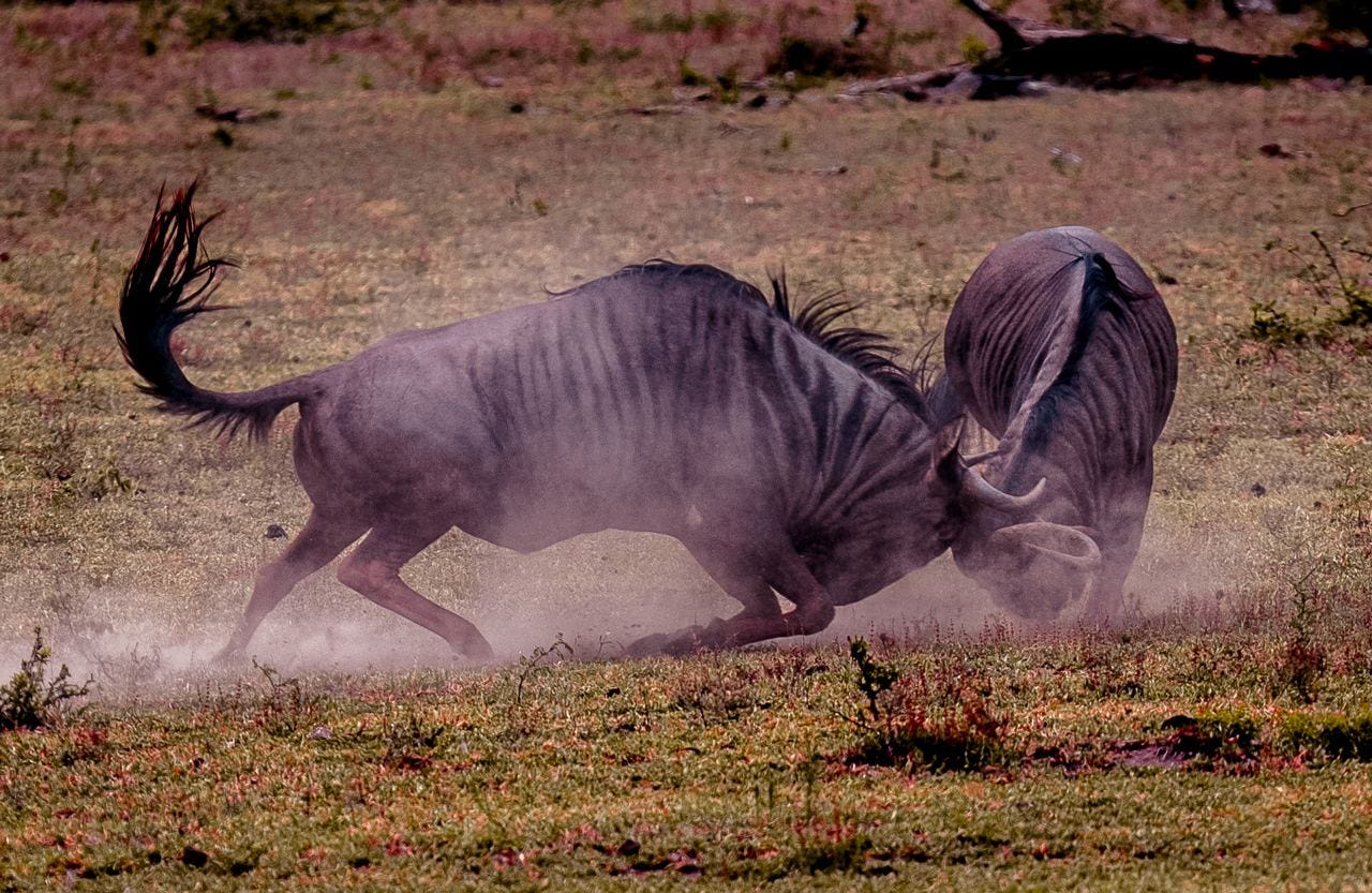 Jonas Nilsson | Substack