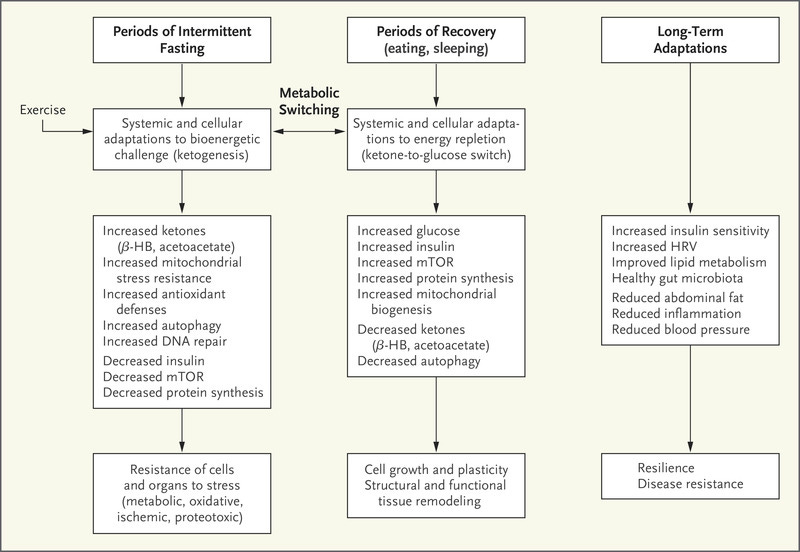 Doctor's Heart Series Chapter 6 : Science of Fasting