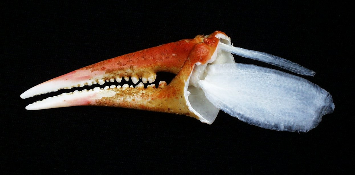 Of Apodeme and Claw - by Walter Tschinkel