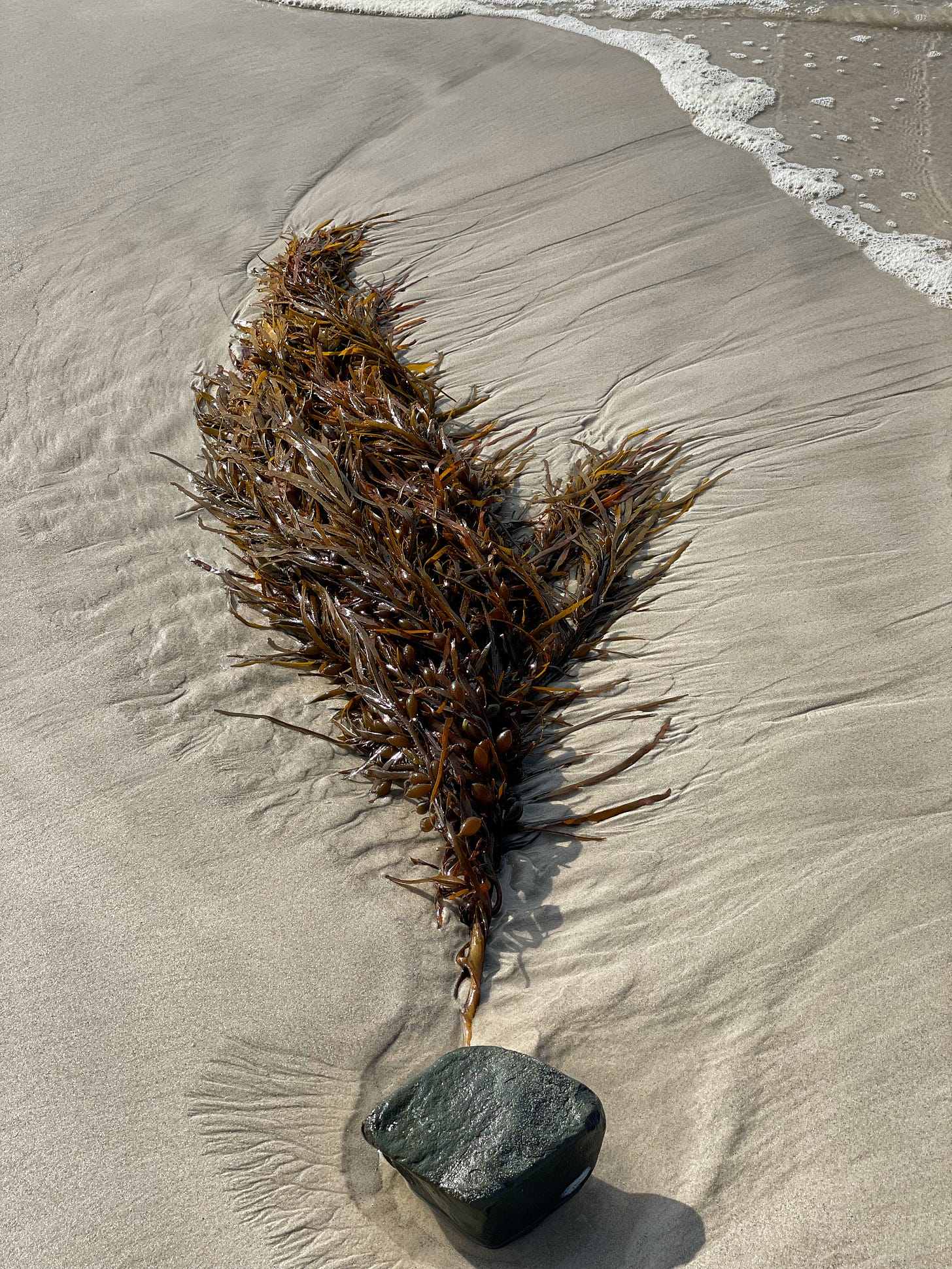 The Sit Spot | Maggie Mackellar | Substack