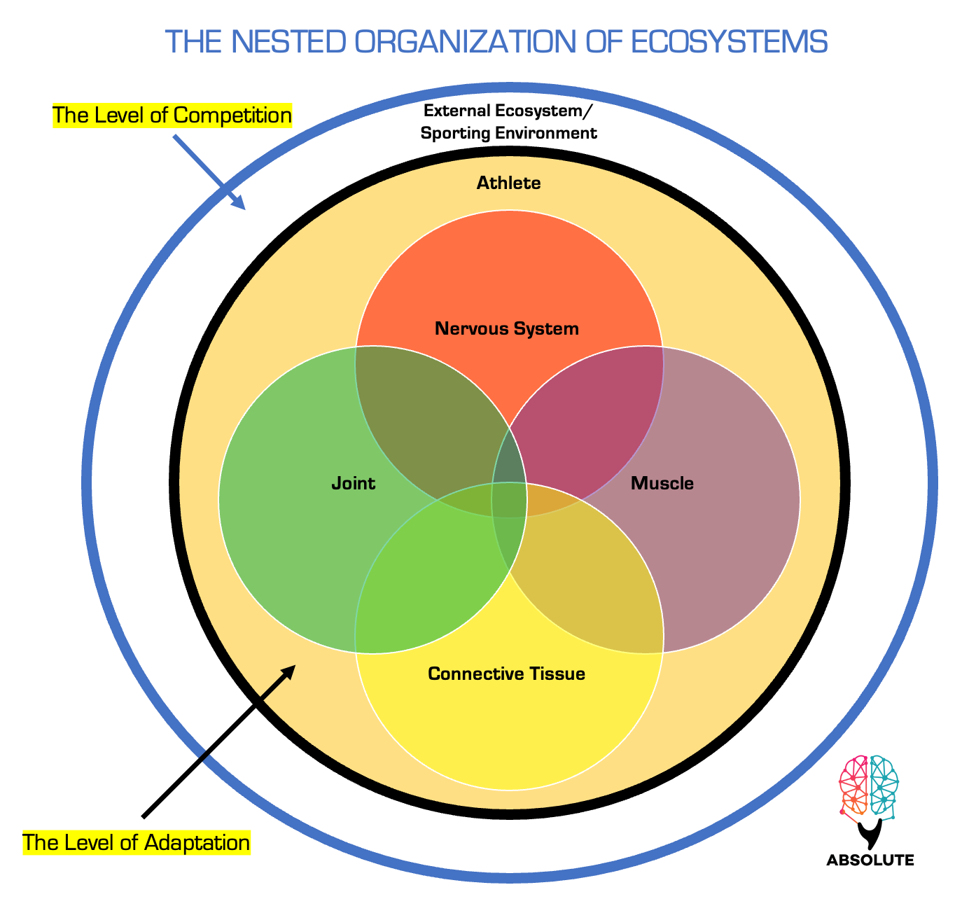 Levels Of Coaching Defined Explained levels-of-coaching-defined-explained