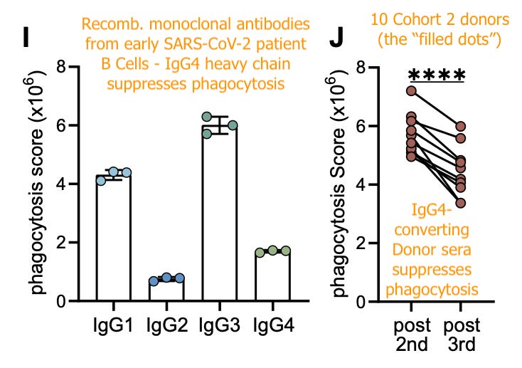 Tolerance Cometh: IgG4 After Multiple-mRNA Doses