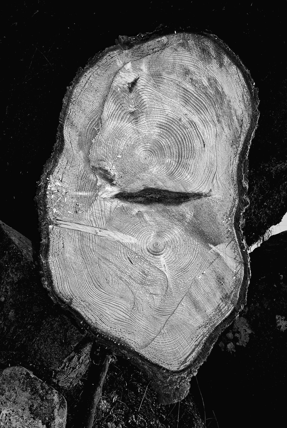 The Tree of Knowledge - by Tomas Pueyo