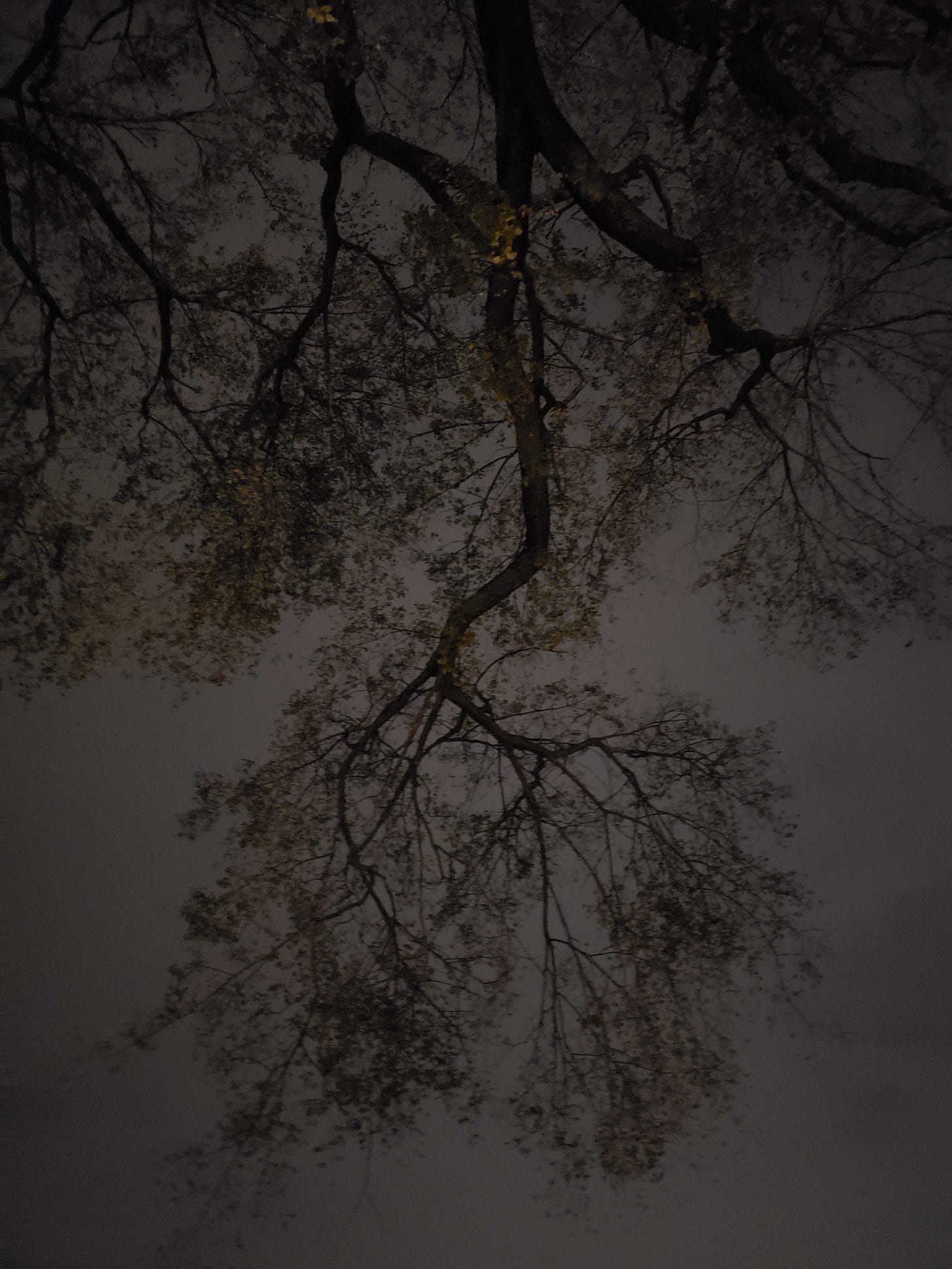 Solitude - Peter Daou