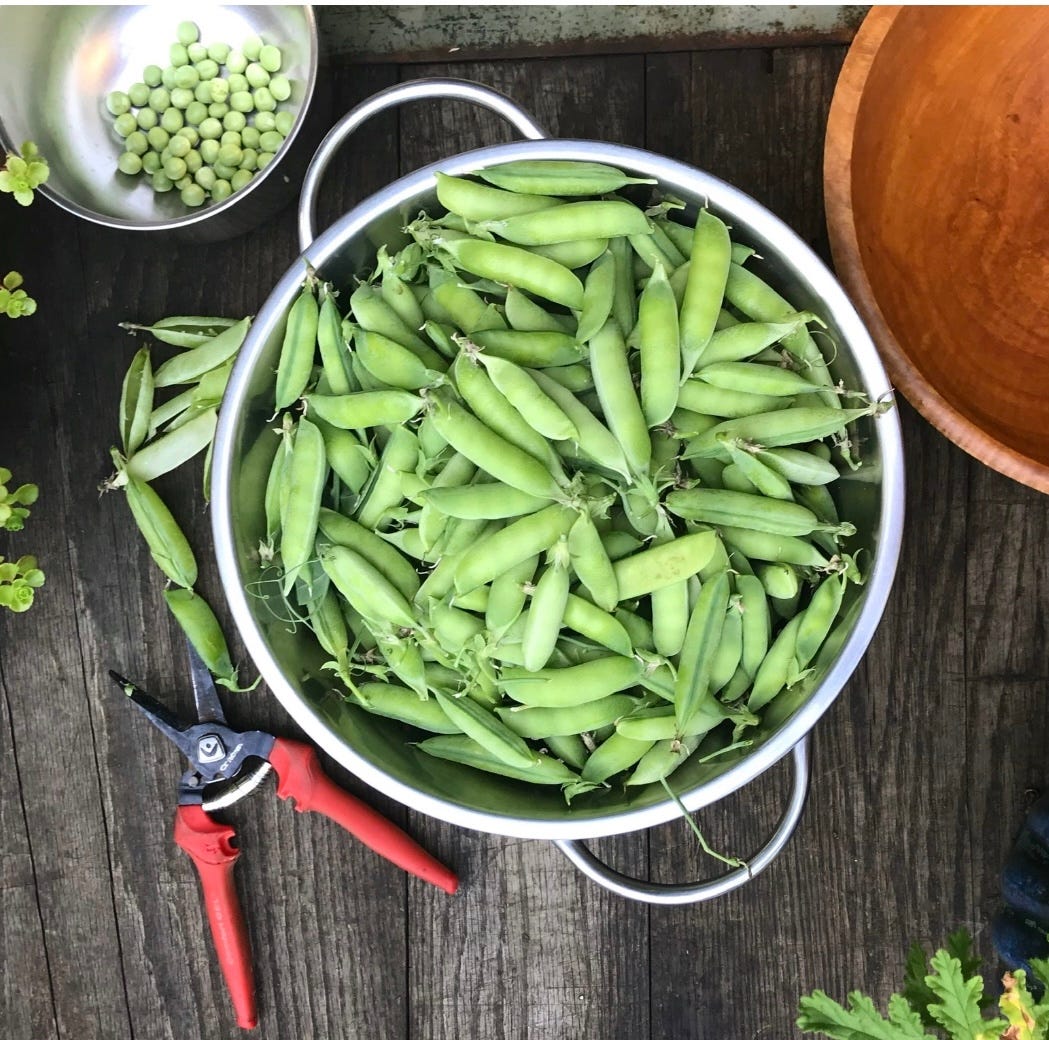 shelling the peas - by Elissa Altman - Poor Man's Feast
