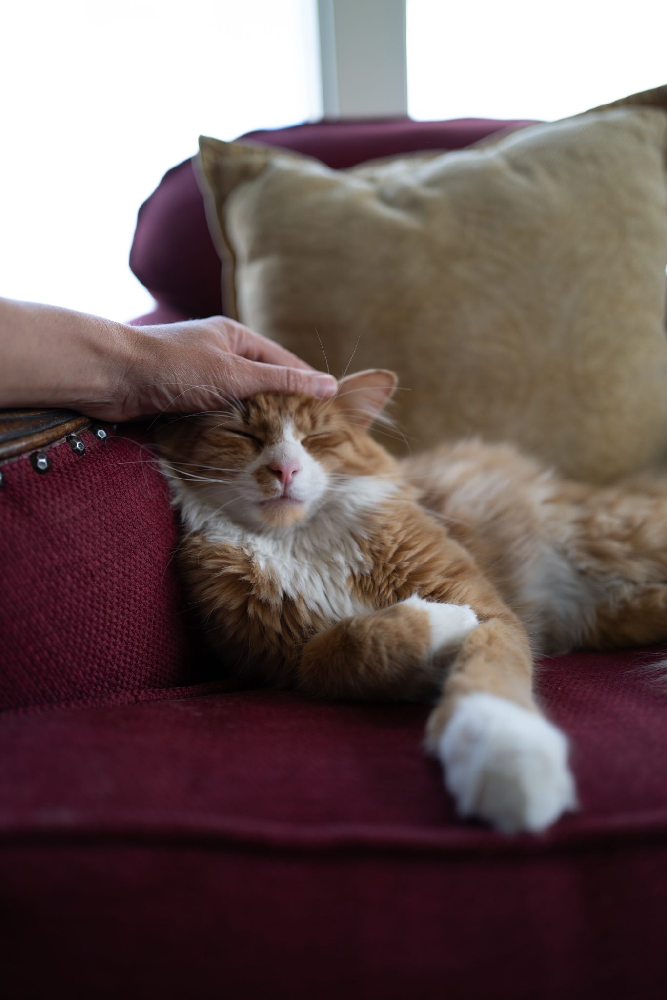 The Elliott Homestead Newsletter | Shaye Elliott | Substack