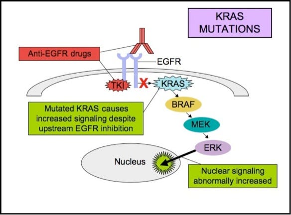 Significance of KRAS Inhibitors in Non-Small Cell Lung Cancer