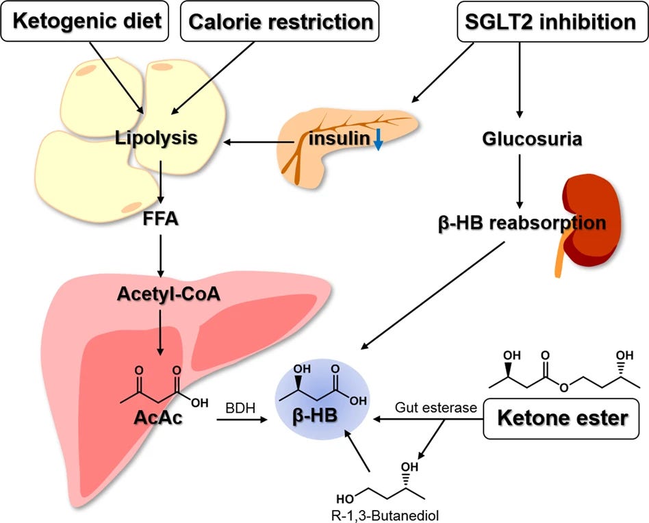 The Ketone Fuelled Brain - by Louisa Nicola