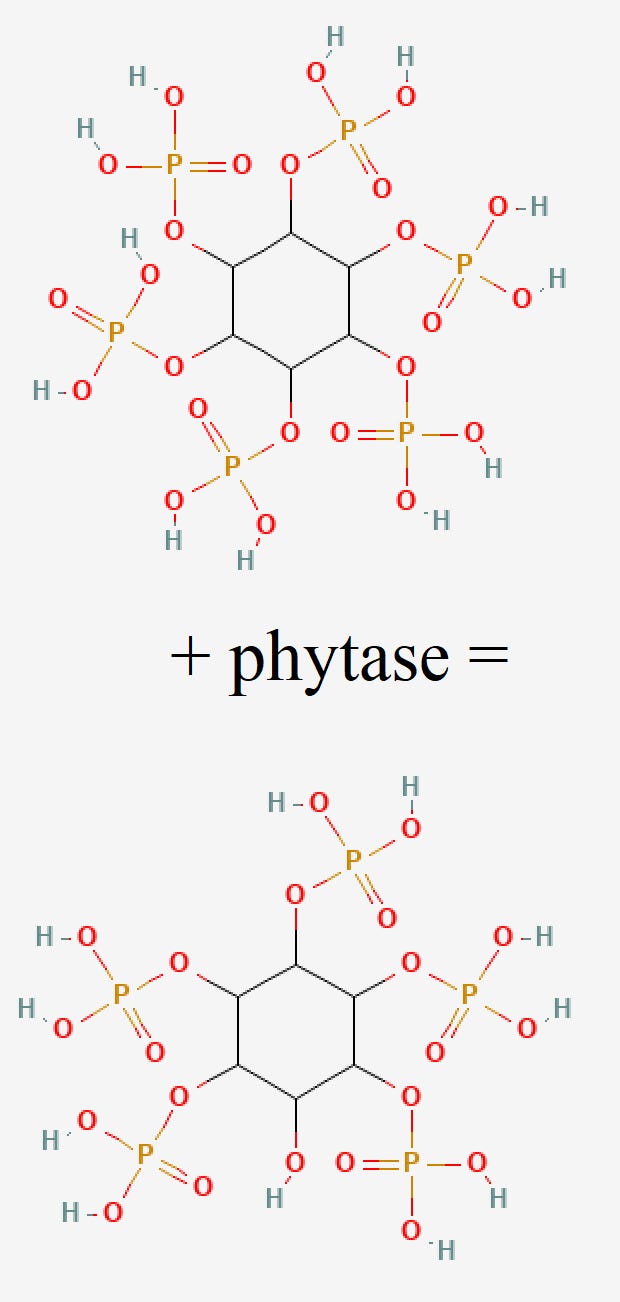 Phytic Acid & Mineral Deficiencies - by Remnant MD