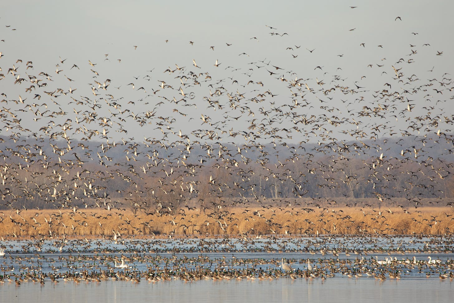 How reversing the Chicago River reshaped some of the richest ecosystems ...