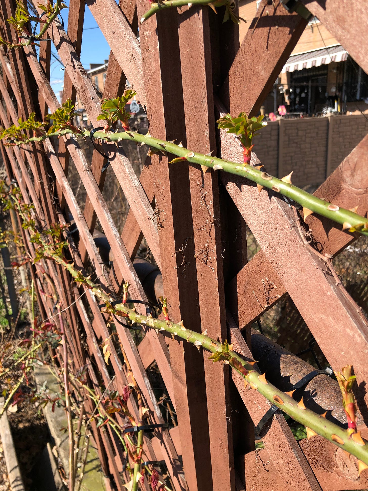 Everything I Know About Climbing Roses - by Steve